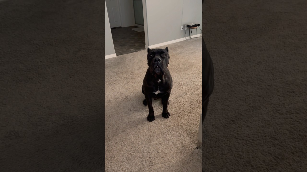 Looking back at a giant dog's most amazing year yet