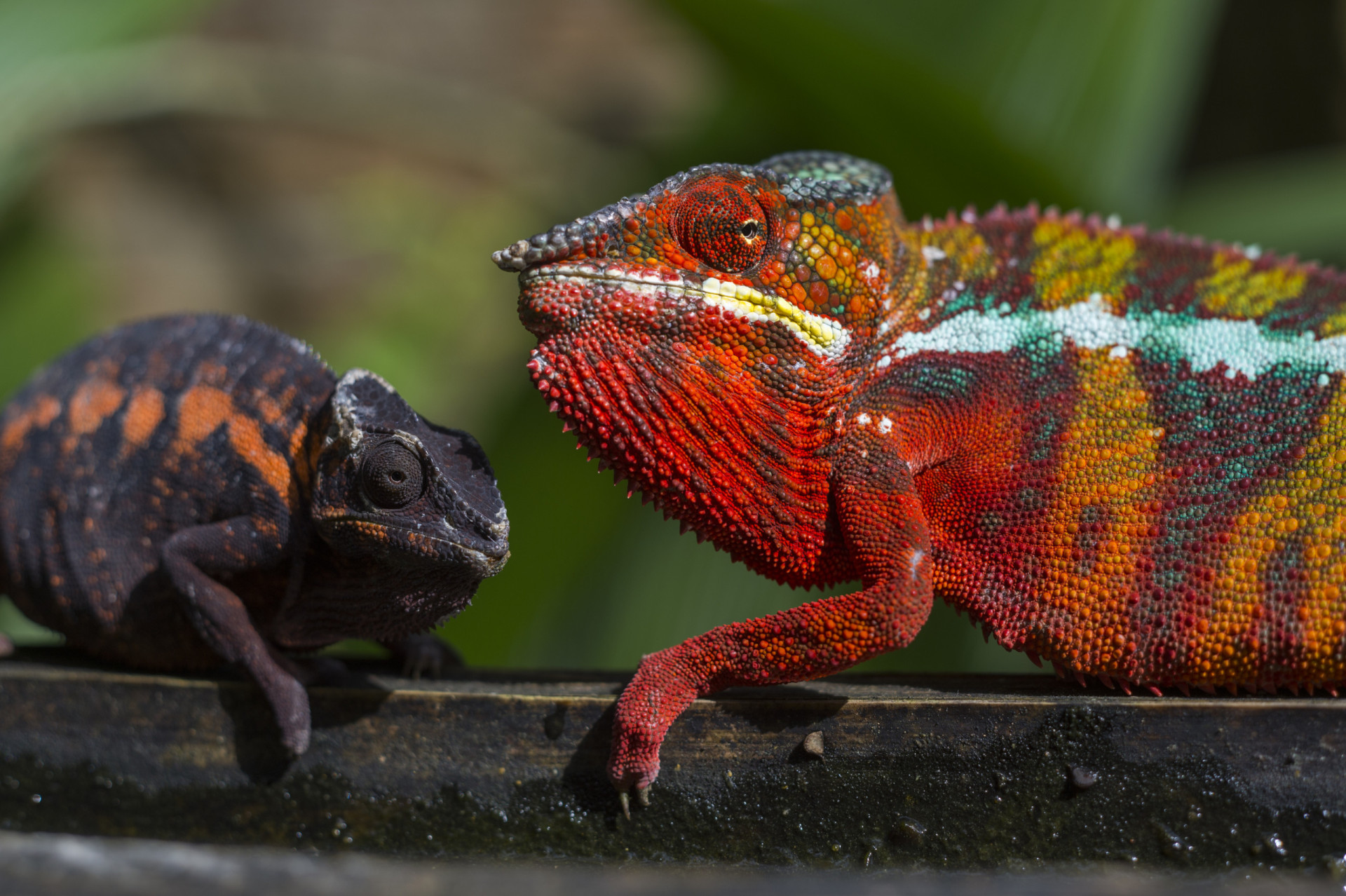 Animals that can instantly change color