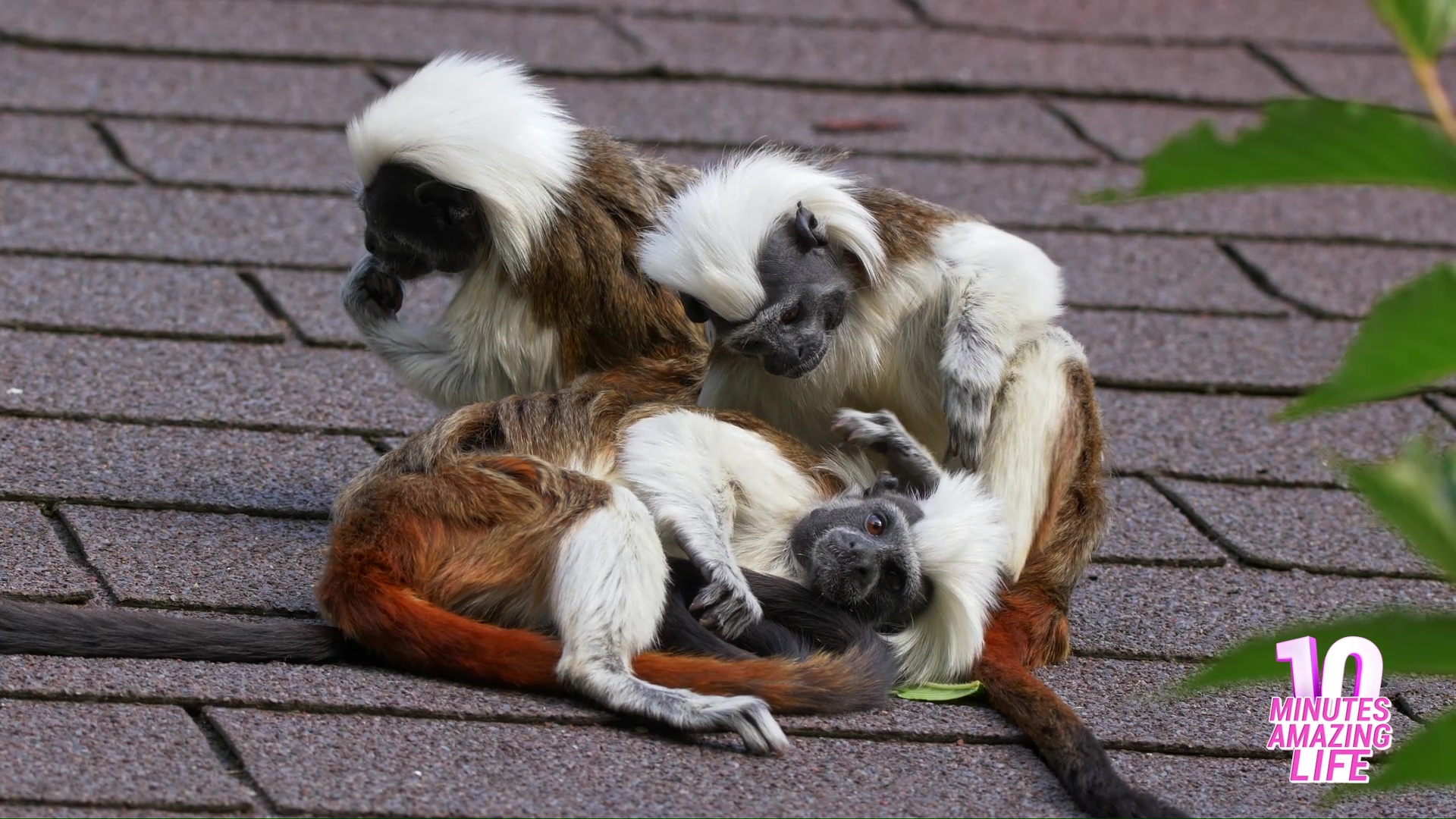 These tamarins show strong social bonds