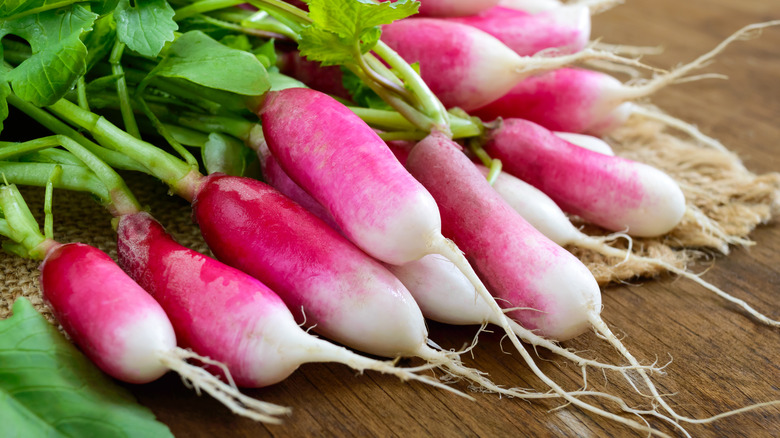 What are French breakfast radishes and what makes them special?