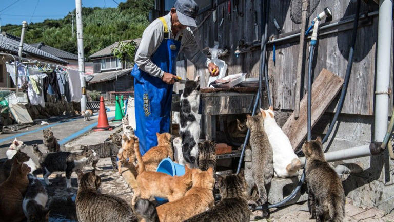 Aoshima: Japan's tiny 'cat island' where felines hugely outnumber humans