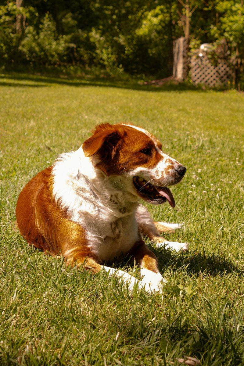 These 10 underrated dog breeds will surprise you in the best way