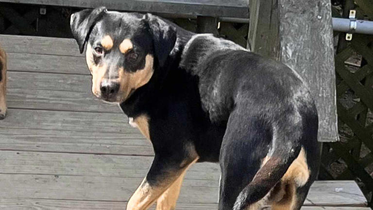 Friendly dog is searching for family after living for years on the streets