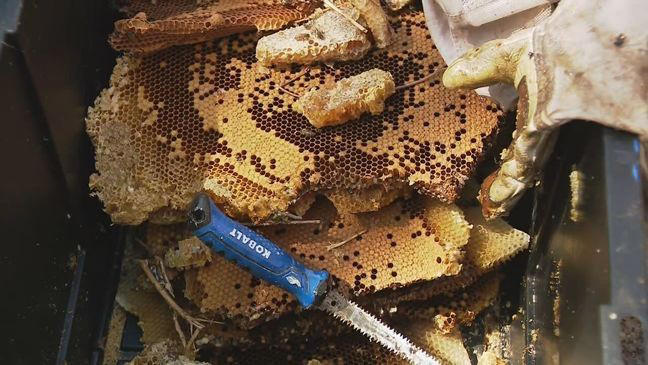 See it: Massive beehive takes over art museum near White House