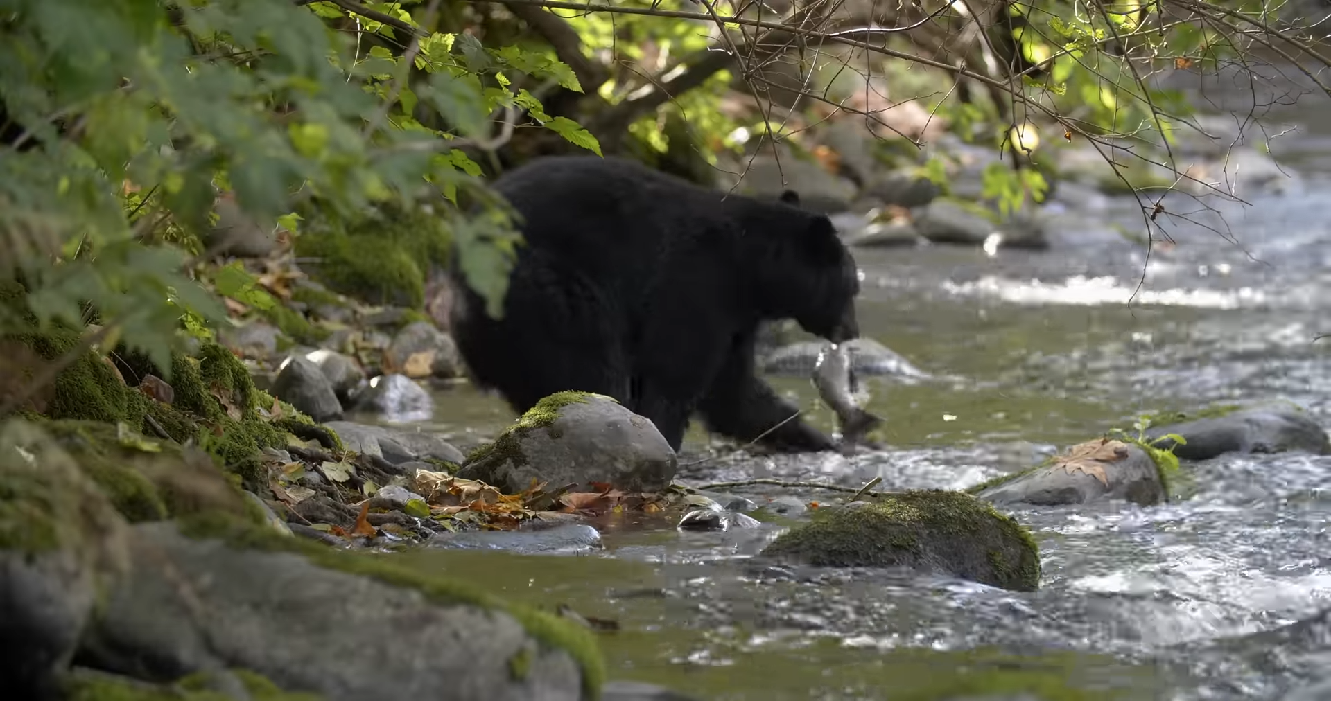 Watch what happens when a black bear evolves into a ghost-like predator