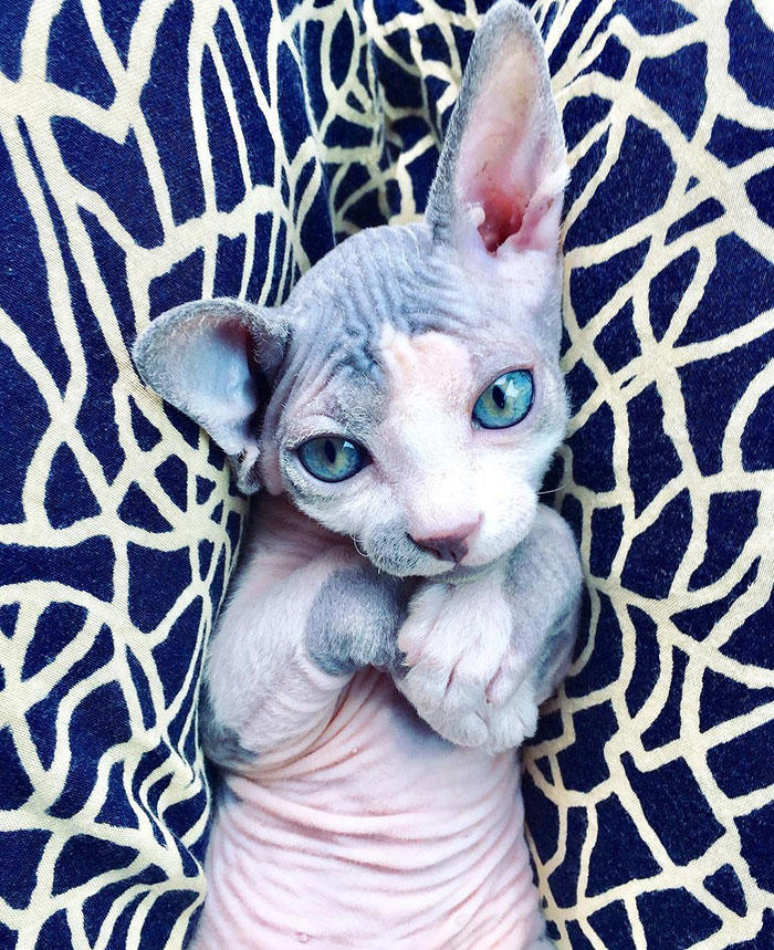 29 adorable Sphynx kittens to make you obsessed with them