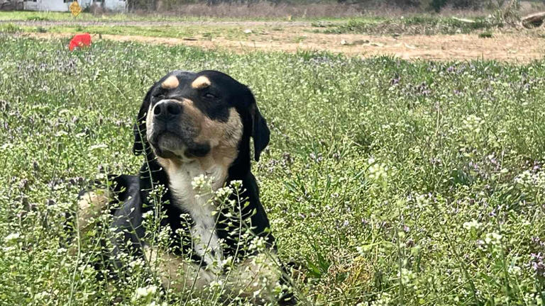 Friendly dog is searching for family after living for years on the streets