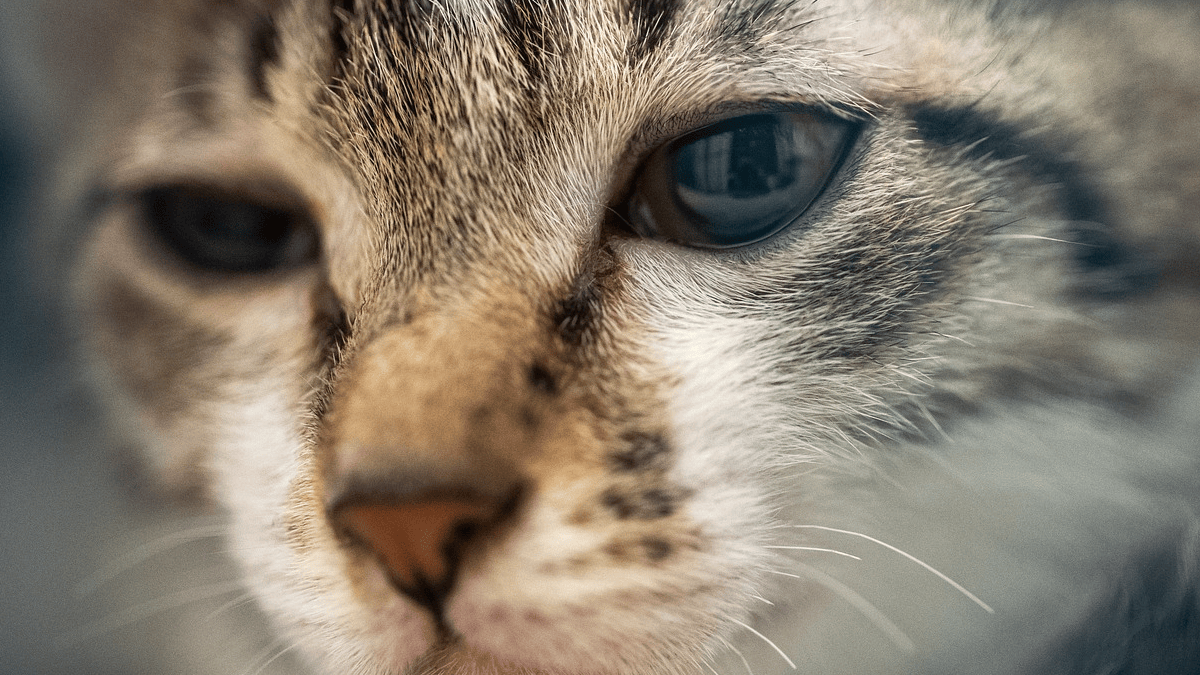 Your cat is acting adorable for a reason (and you'll never guess it)