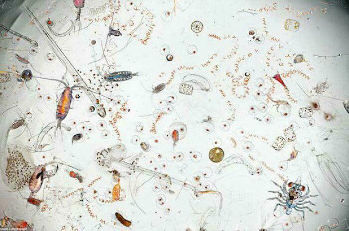 72 remarkable microscopic pictures showing things up-close