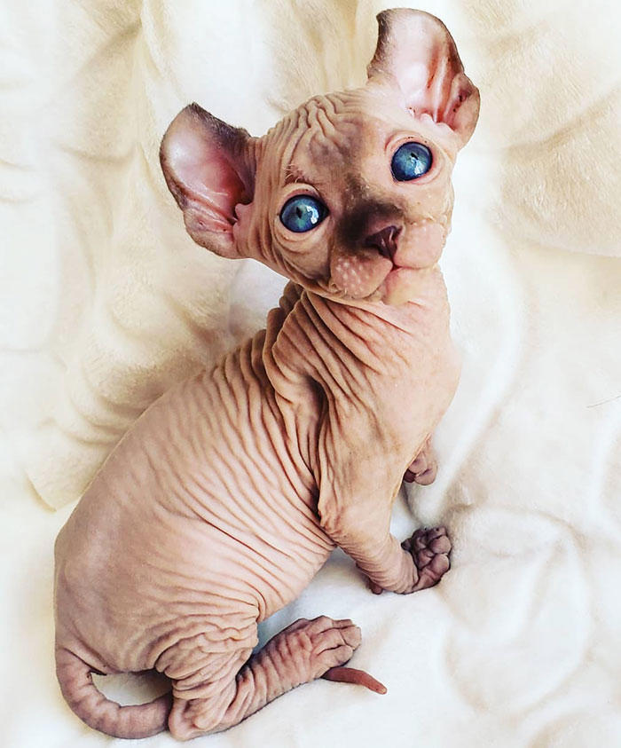 29 adorable Sphynx kittens to make you obsessed with them