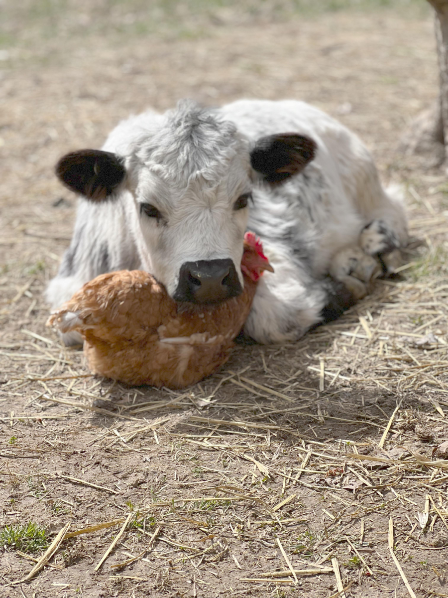 15 heartwarming photos of animals that formed bonds with different species