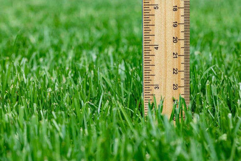 The lazy trick to a better lawn? Get out your ruler