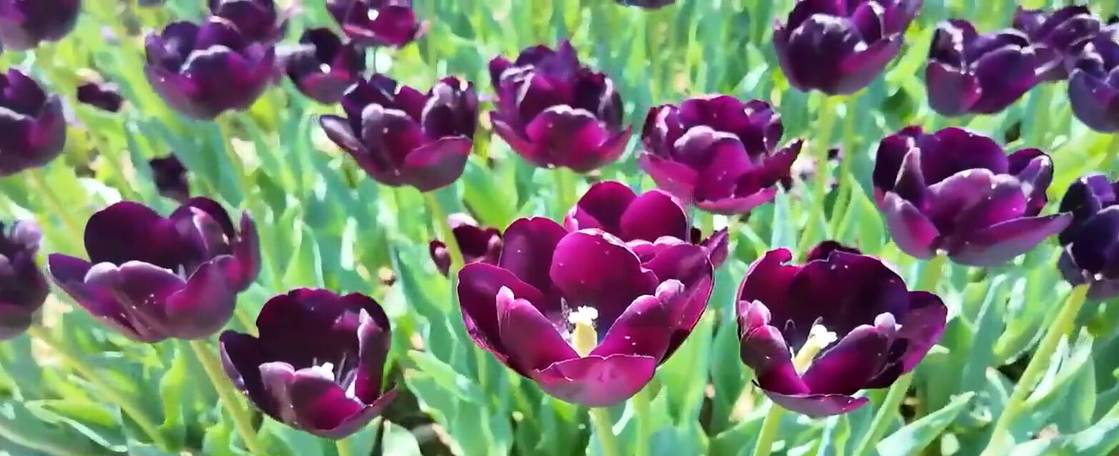Celebrity tattoo artist plants 15K black tulips in Vevay
