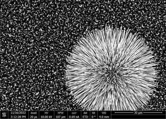 72 remarkable microscopic pictures showing things up-close