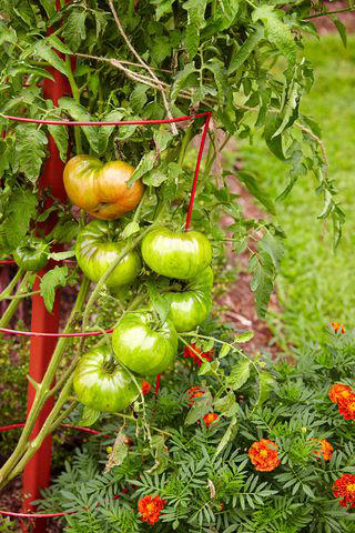 9 common tomato-growing mistakes to avoid for a bigger harvest
