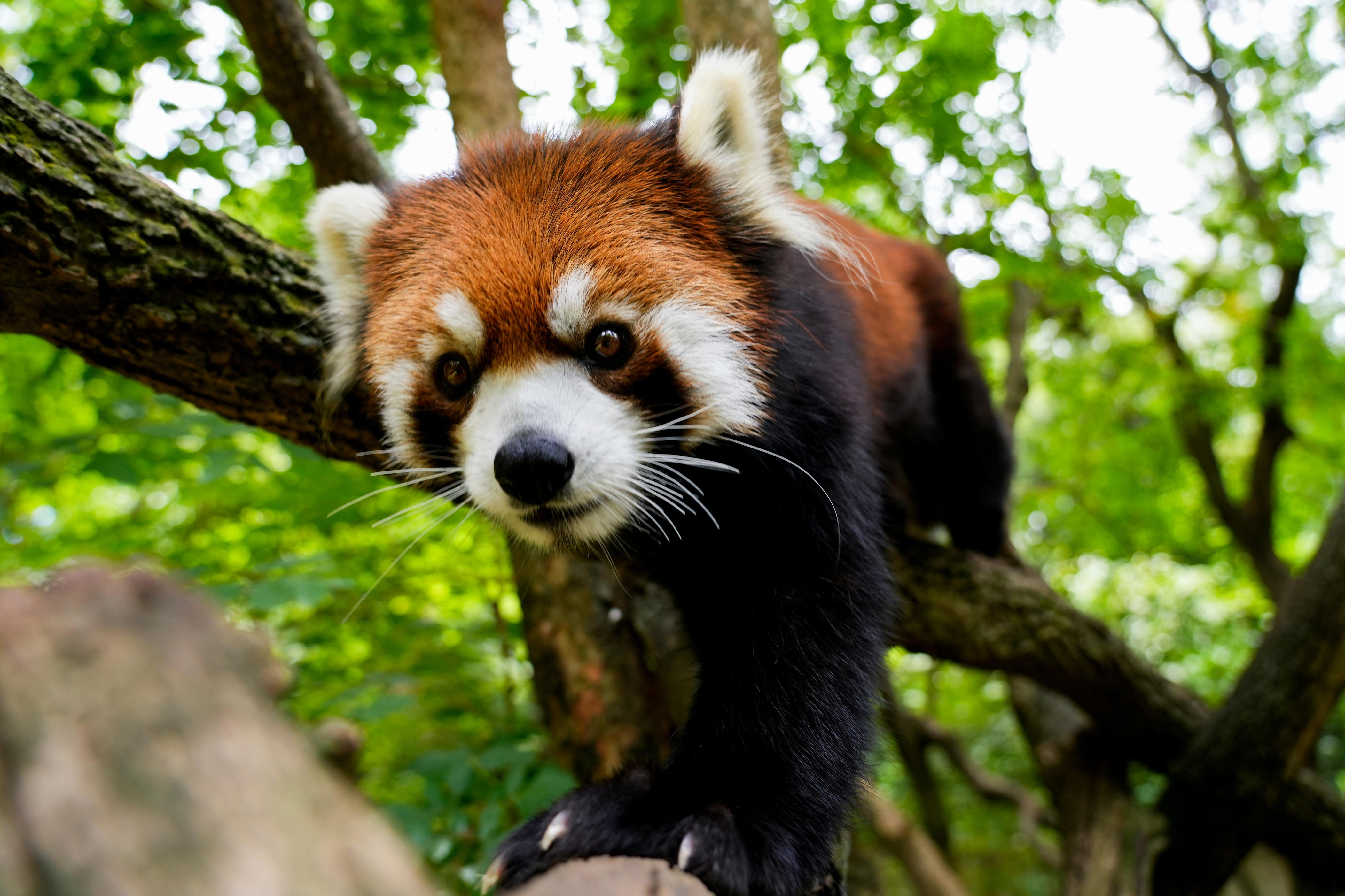 Cincinnati Zoo employee injured by startled red panda