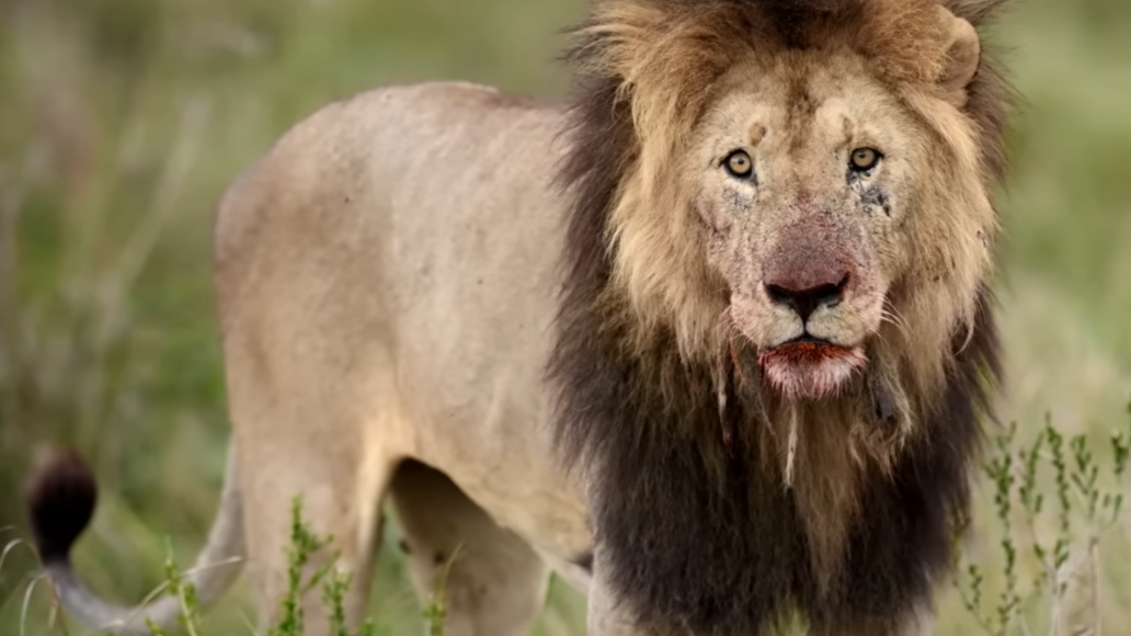 Watch how wildlife researchers survive a lion attack