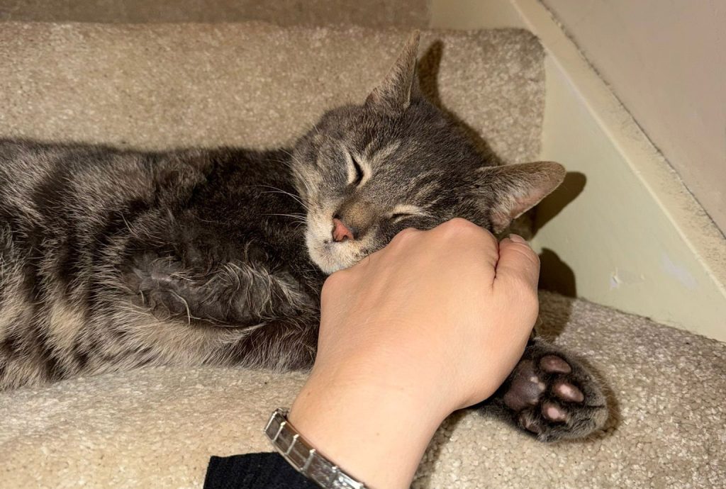 Missing cat reunited with owner five years after being 'cat napped'