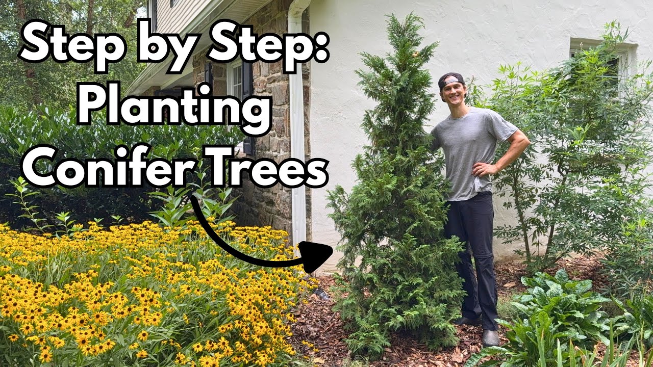 How to plant conifer evergreen trees - balled & burlap (B&B) - pines ...