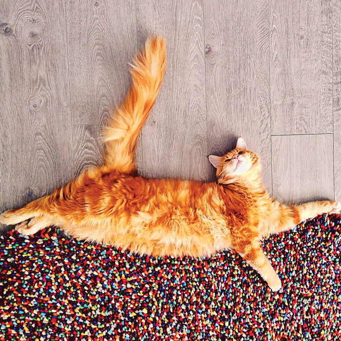 30 photos capturing the adventures of a cat