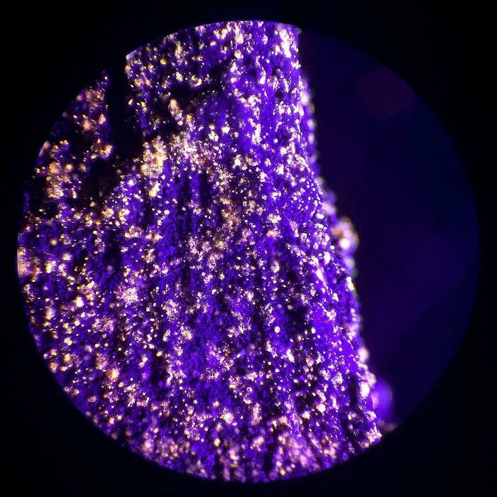 72 remarkable microscopic pictures showing things up-close