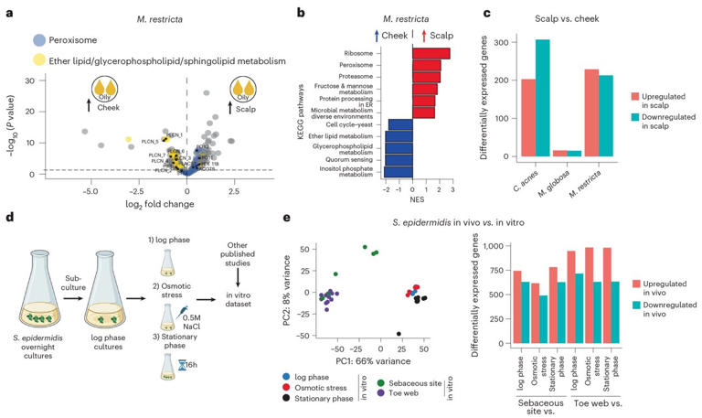 Hidden skin microbe activity revealed in real time with RNA method