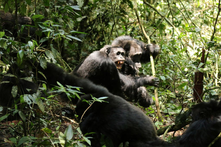 Hundreds of chimpanzees are killing each other in a 'civil war ...