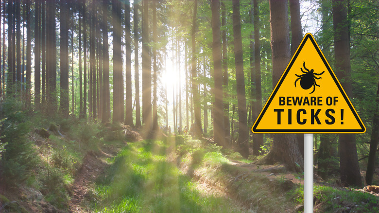 Simple tricks to avoid tick bites on your next hike