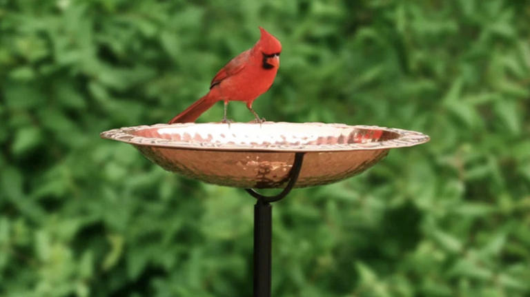 Costco's copper bird bath can add a sleek look to your yard, and the ...