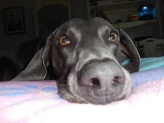 26 sweet doggo snouts begging to be booped
