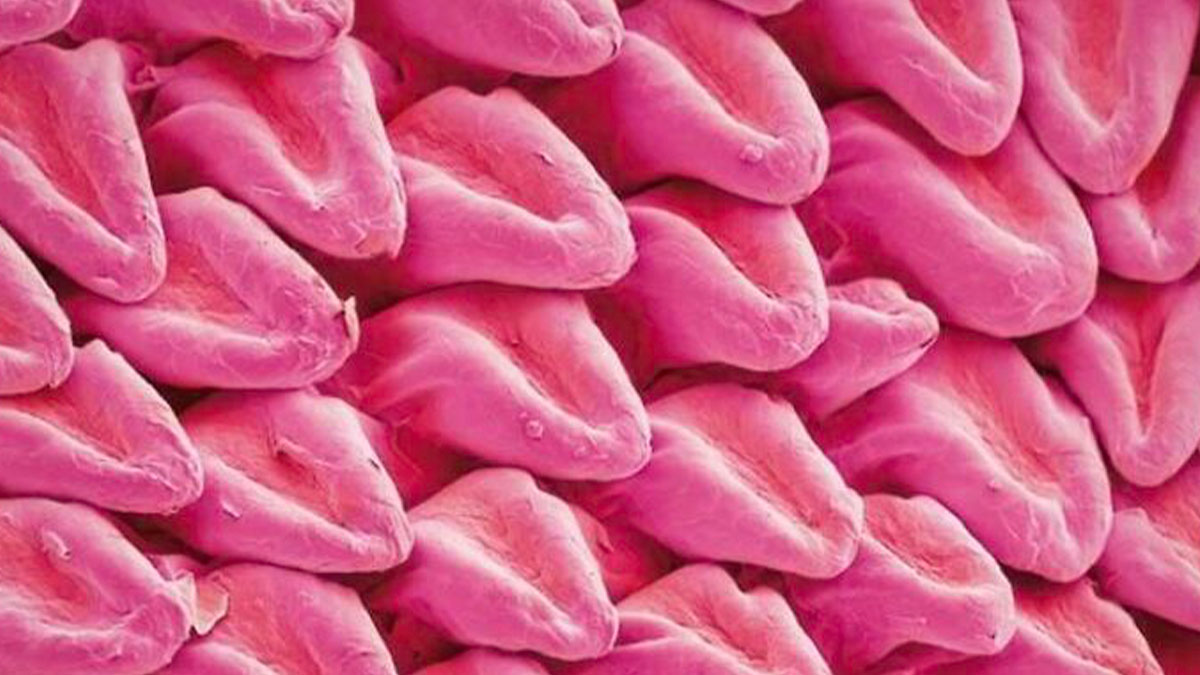 72 remarkable microscopic pictures showing things up-close