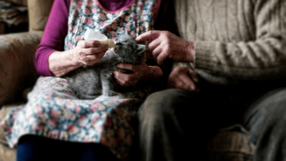 Before dying, a cat left her kitten with an elderly couple