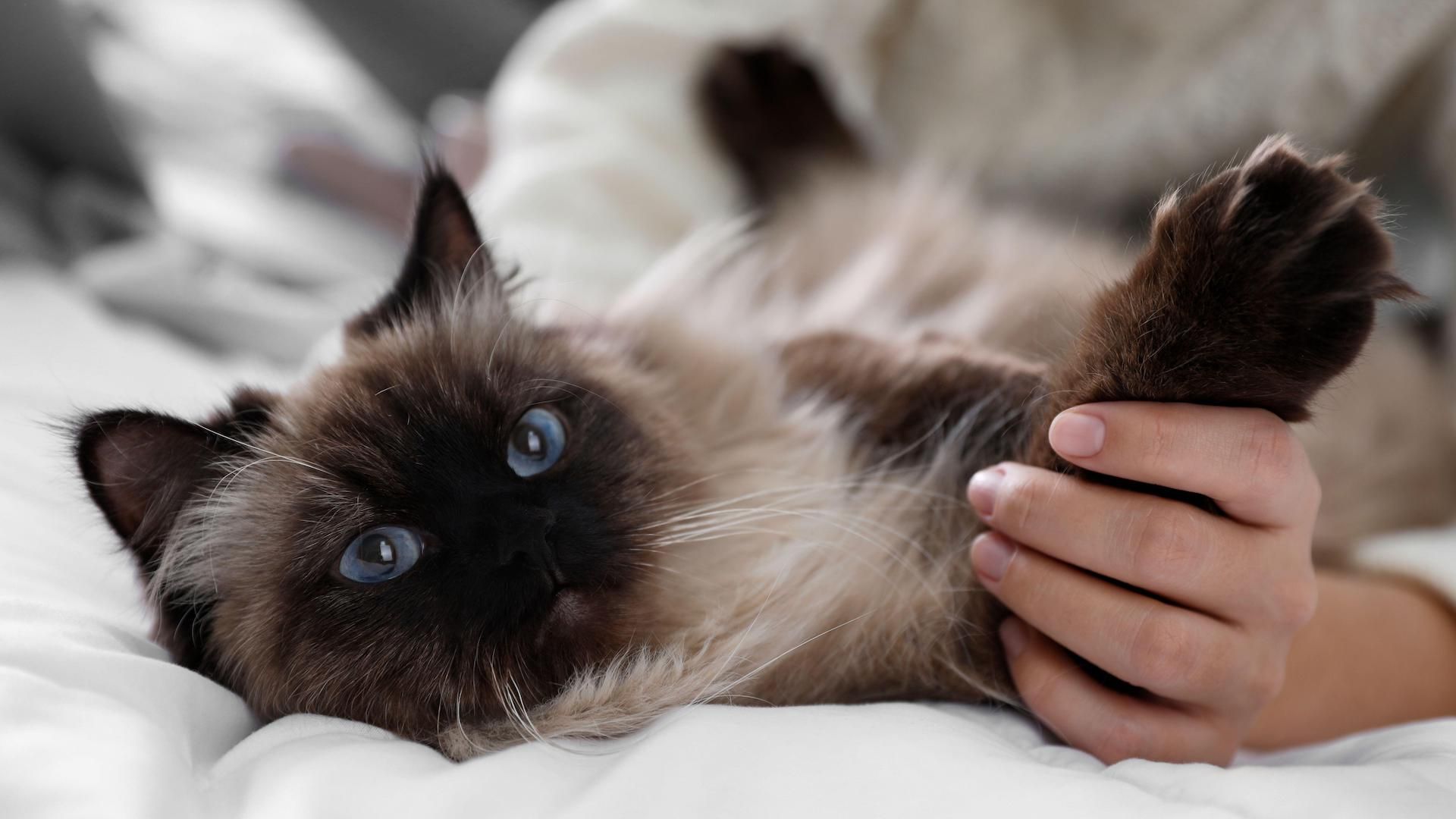 Cat breeds that act like dogs