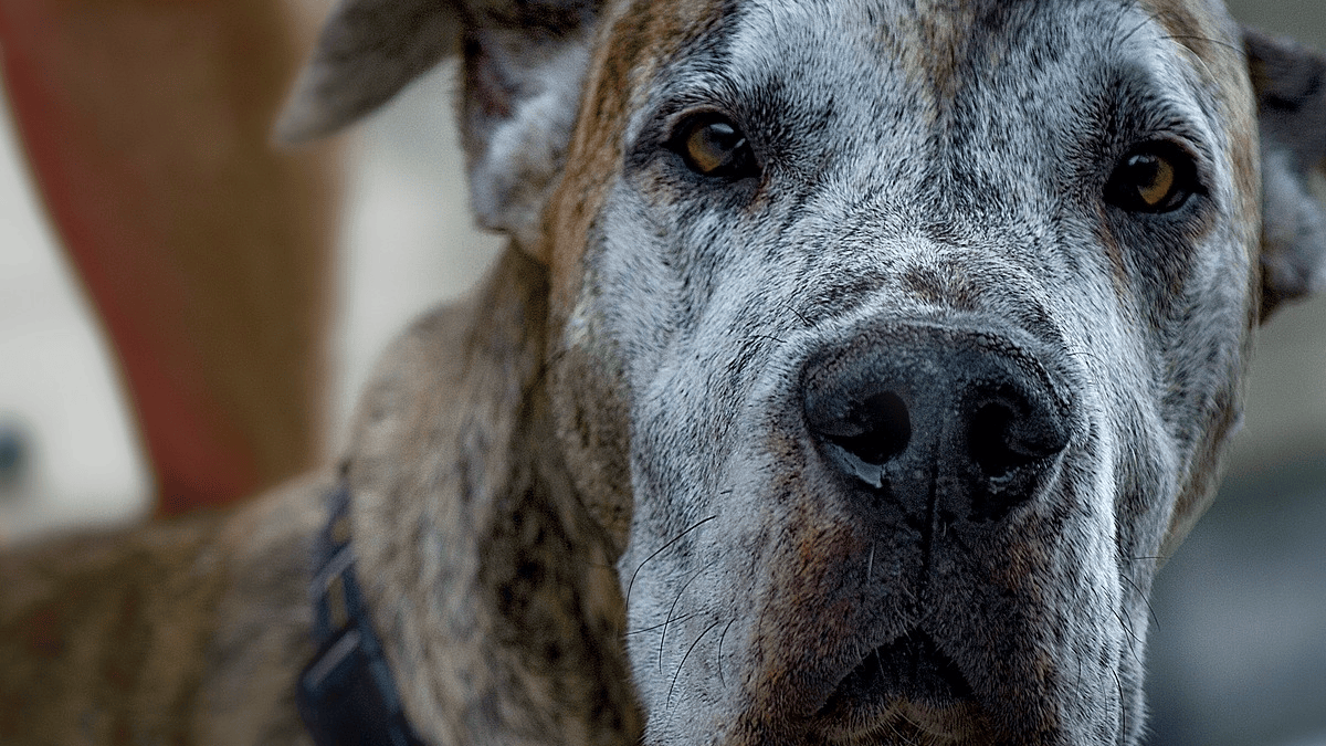25 dogs (large and small) who don't mind being left alone at home for hours