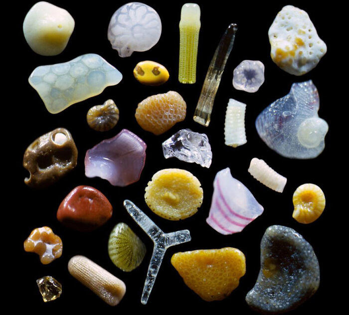 72 remarkable microscopic pictures showing things up-close