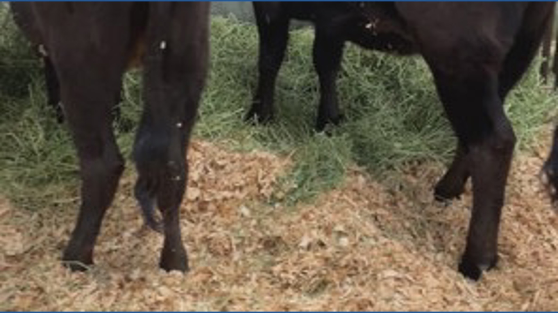 Washington State Spring Fair: 20 years of Dexter cows