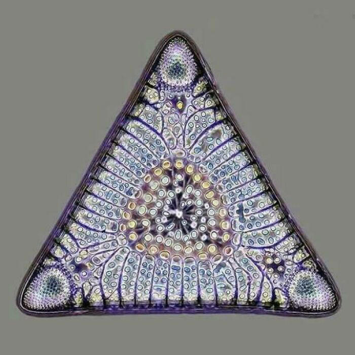 72 remarkable microscopic pictures showing things up-close