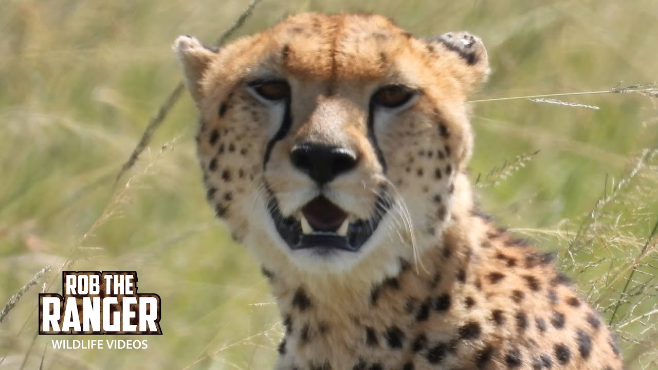 Fast spotted cheetahs rest in front of the safari lodge