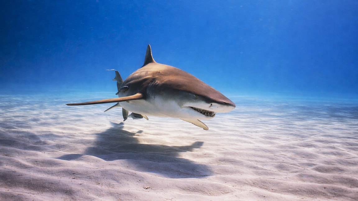 Tiburón nadando sobre un fondo marino arenoso en aguas azules y cristalinas