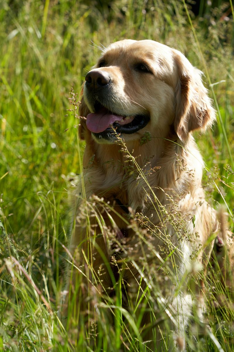 12 dog breeds parents trust most around kids
