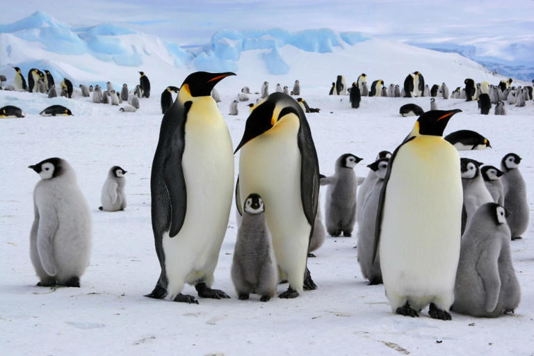 Emperor penguins elevated to 'endangered' status as population plummets ...
