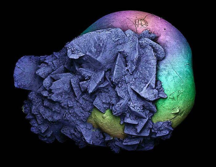 72 remarkable microscopic pictures showing things up-close