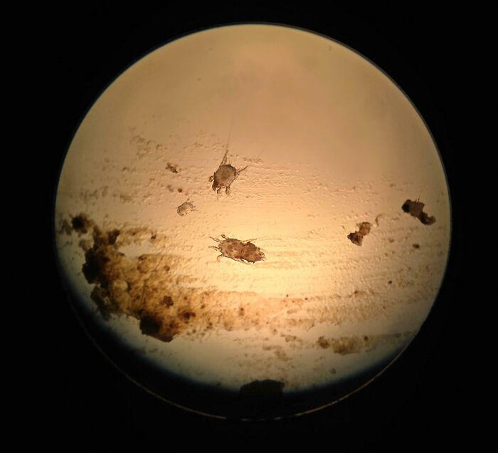 72 remarkable microscopic pictures showing things up-close