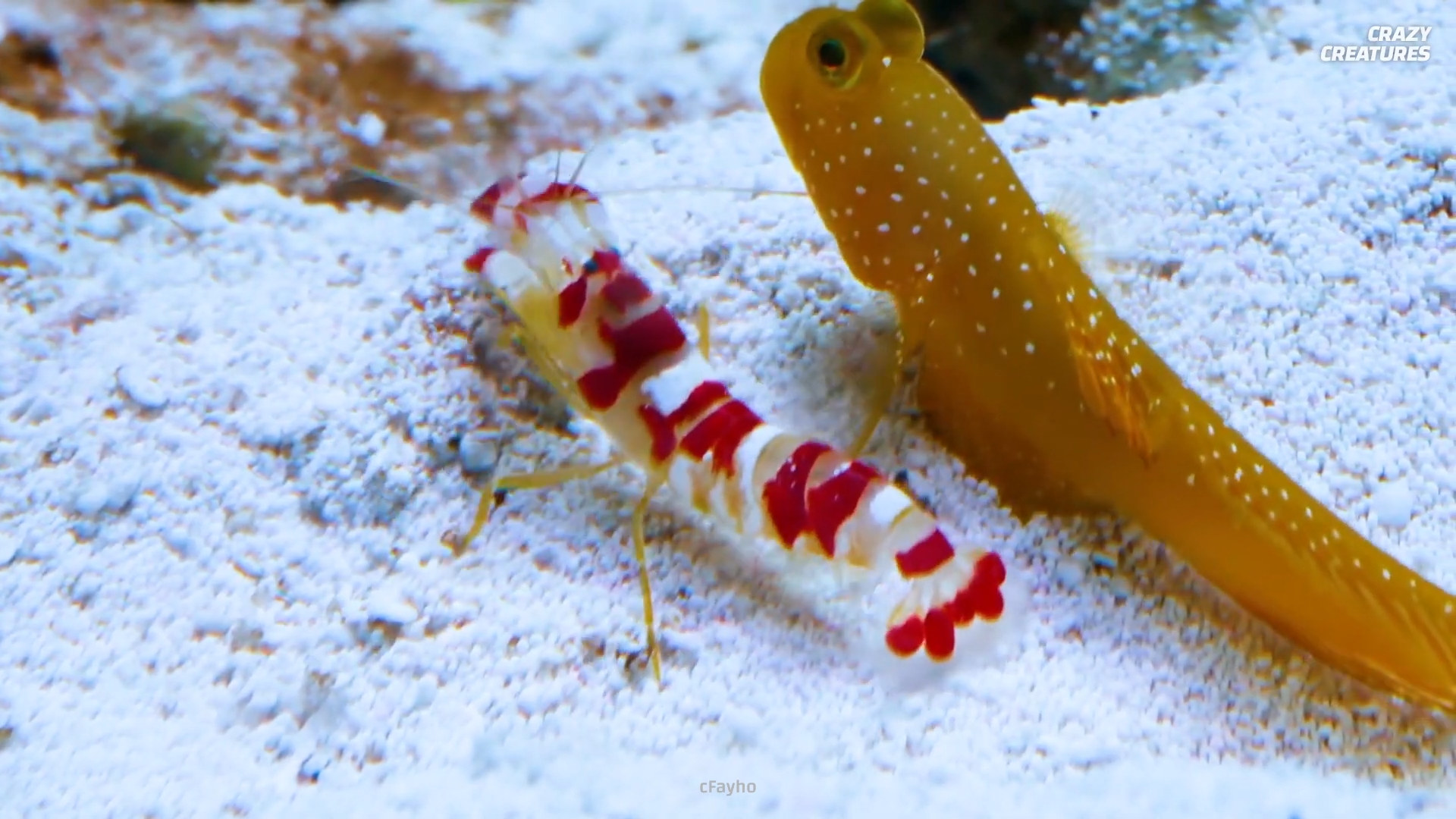 No one expected this tiny shrimp to hit harder than a bullet