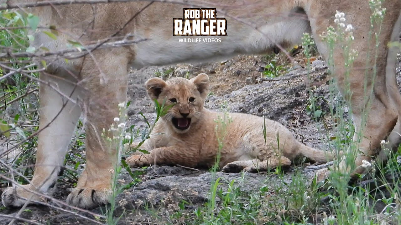 Tiny and cute wild lion cubs are spotted in the safari
