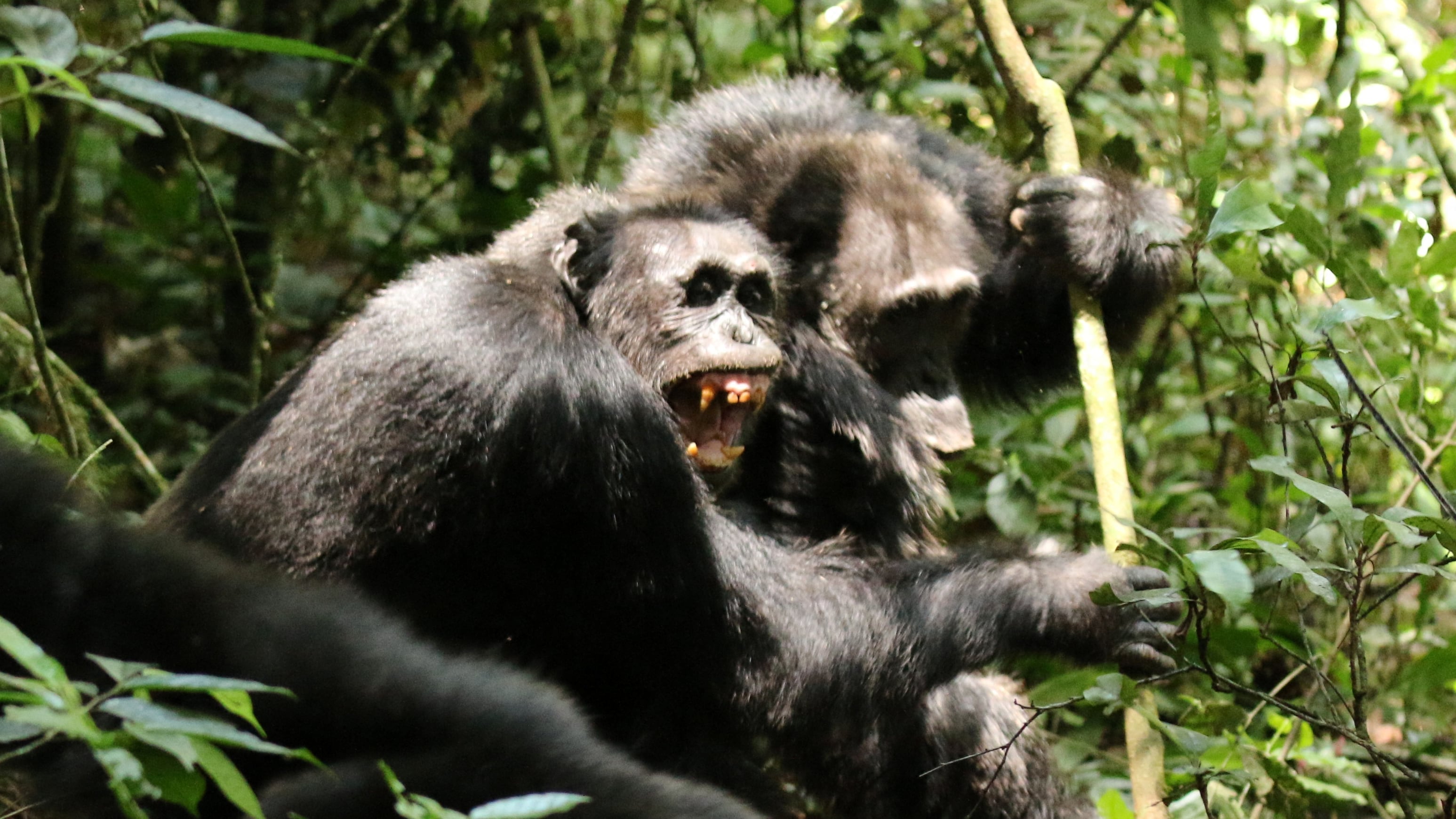 Chimpanzees turn on each other in brutal killing spree