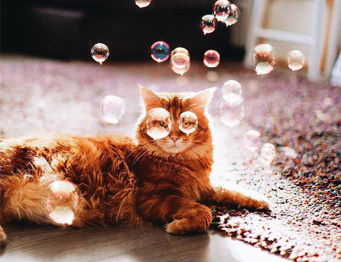 30 photos capturing the adventures of a cat