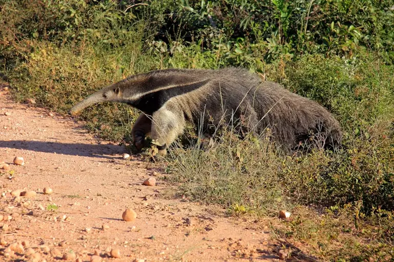 4 animals that appear harmless - but can be dangerous