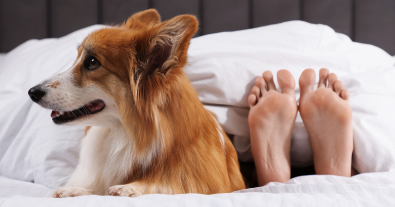 Dog lover refuses to give up his dog of 5 years when his new wife ...