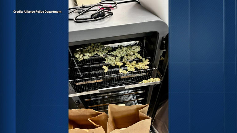 Alliance man arrested after marijuana grow operation found near ...
